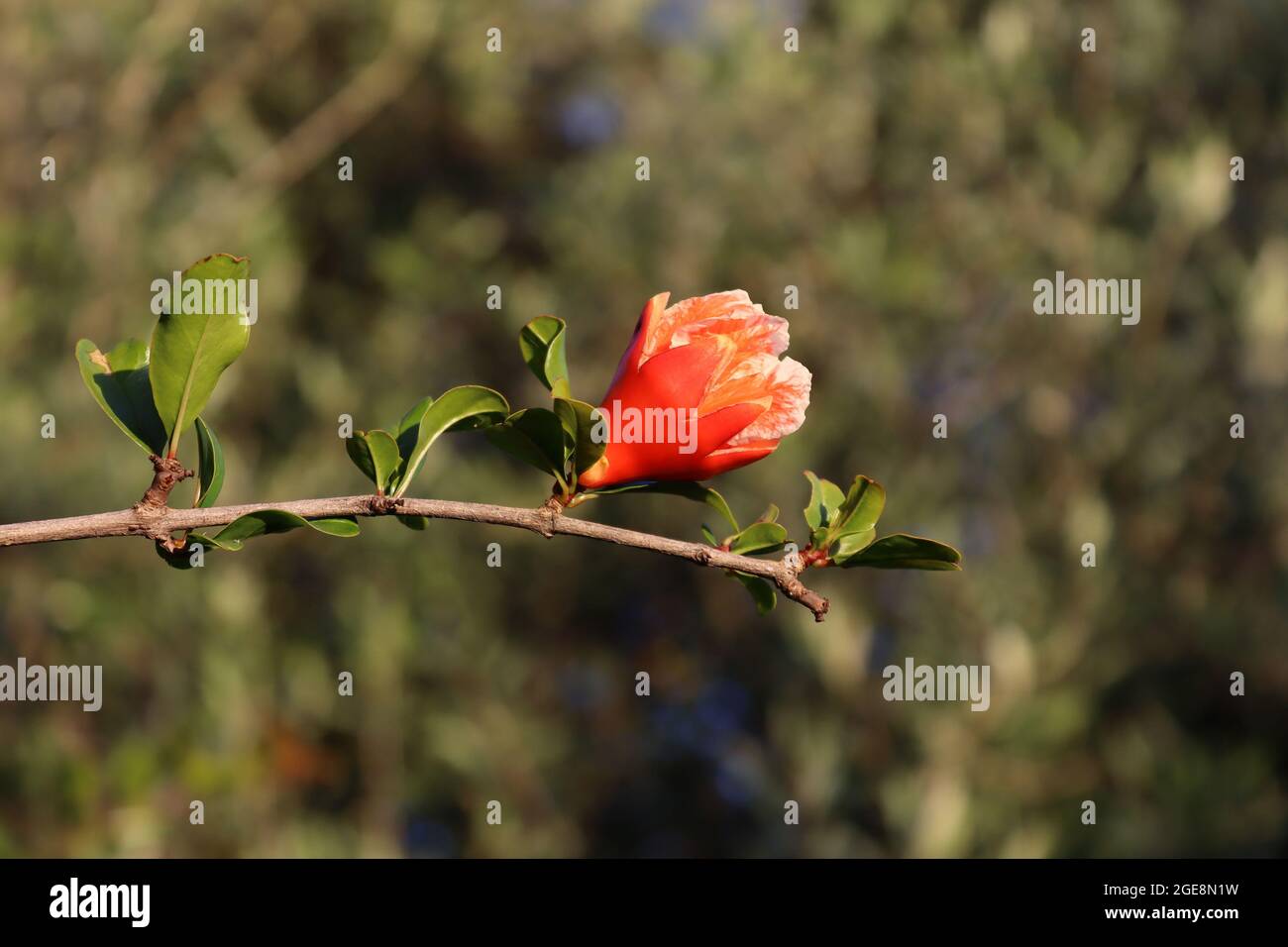Beautiful pomegranate tree hi-res stock photography and images - Alamy