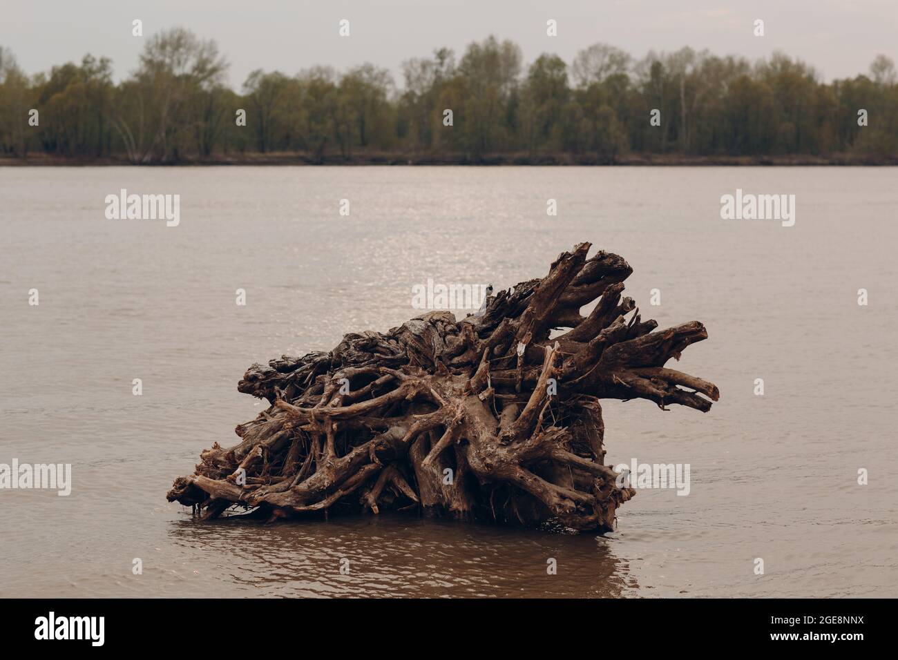 Large branchy wooden drift lies in the water Stock Photo - Alamy