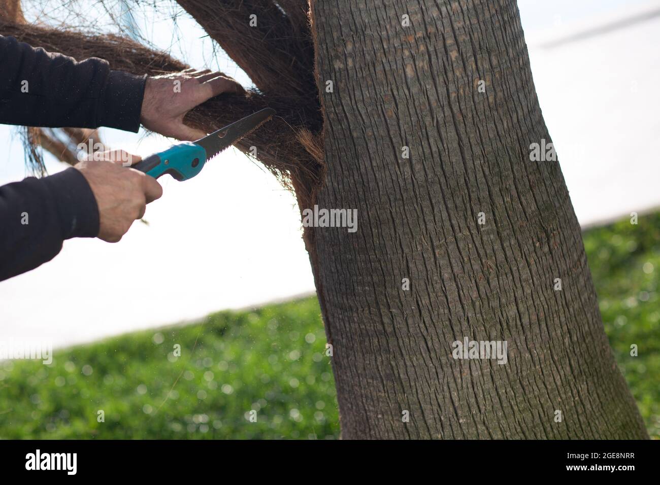 Man worker cuts off the bark with saw from the palm tree Stock Photo ...