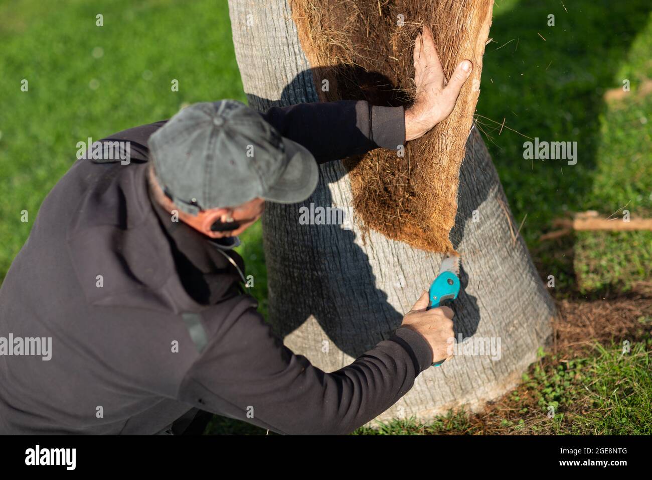 Man worker cuts off the bark with saw from the palm tree Stock Photo ...