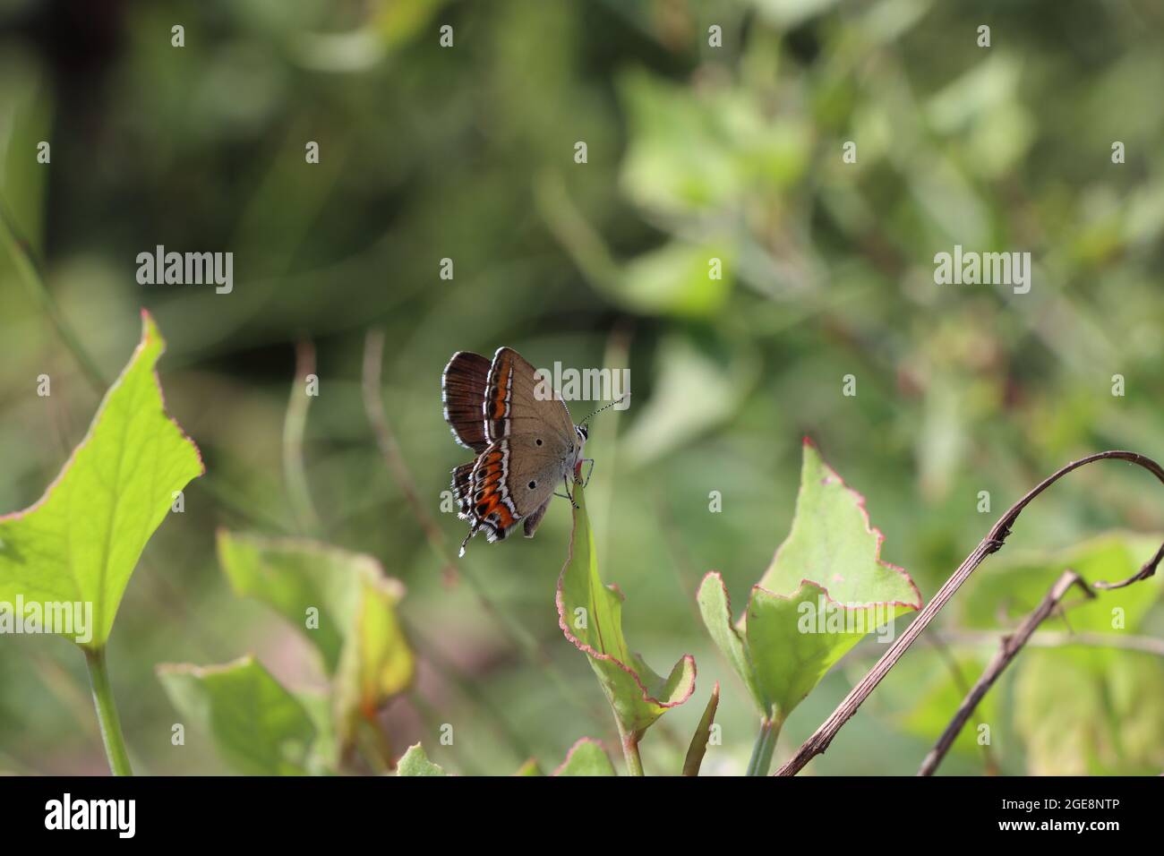 Beautiful butterfly landscapes hi-res stock photography and images - Alamy