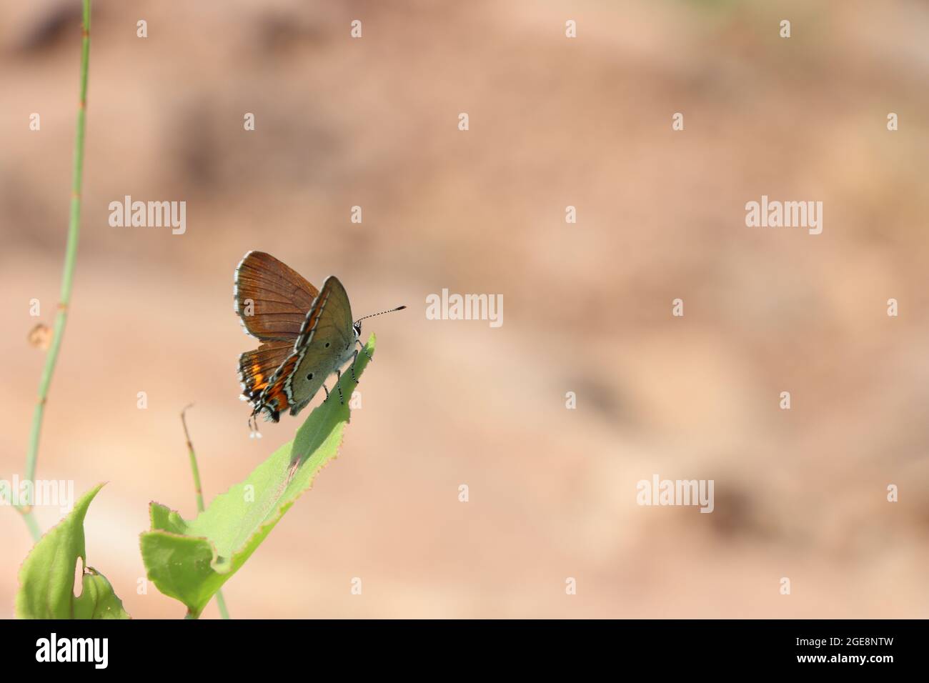 Beautiful butterfly landscapes hi-res stock photography and images - Alamy