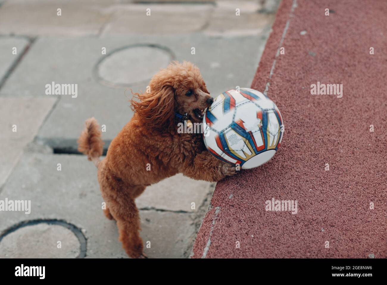 Puppy playing soccer hi-res stock photography and images - Alamy