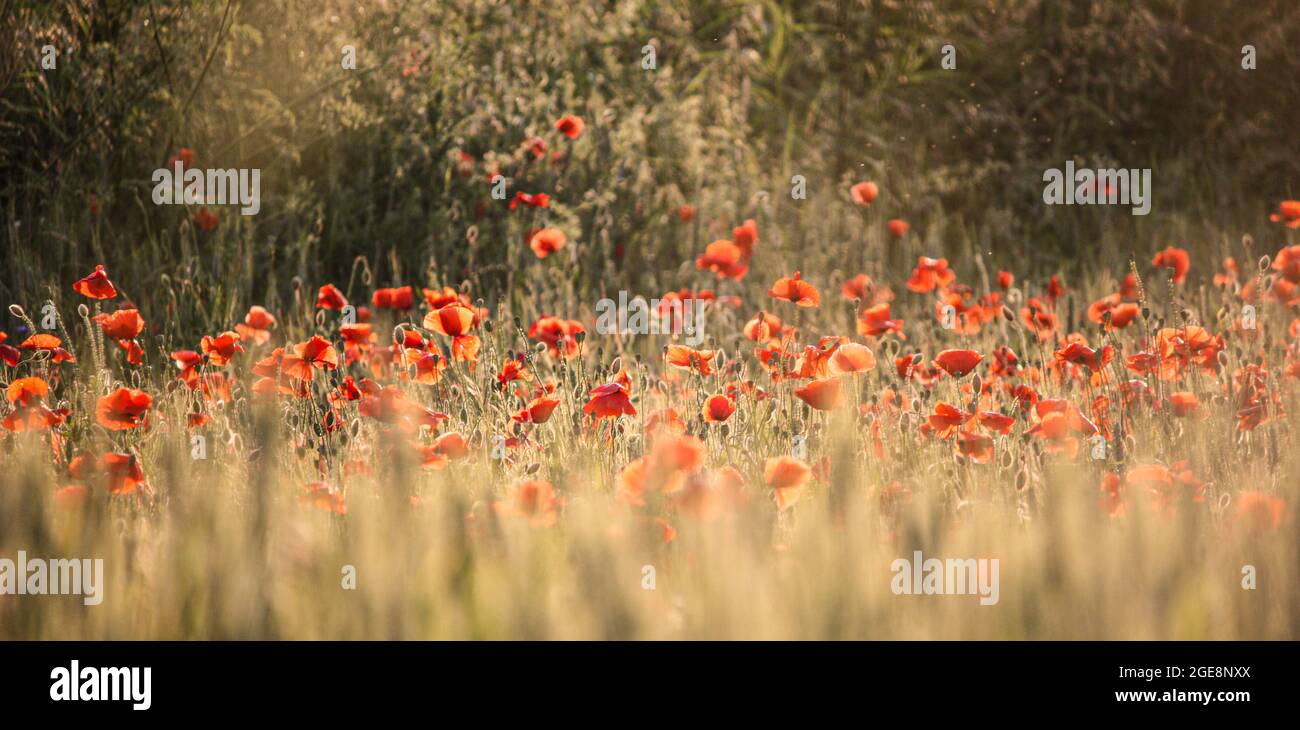 Dramatic view of red poppies and reed grass in the field - great for ...