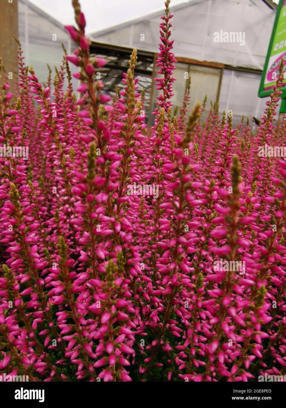 Vertical shot of pink calluna vulgaris flowers in a garden with a ...