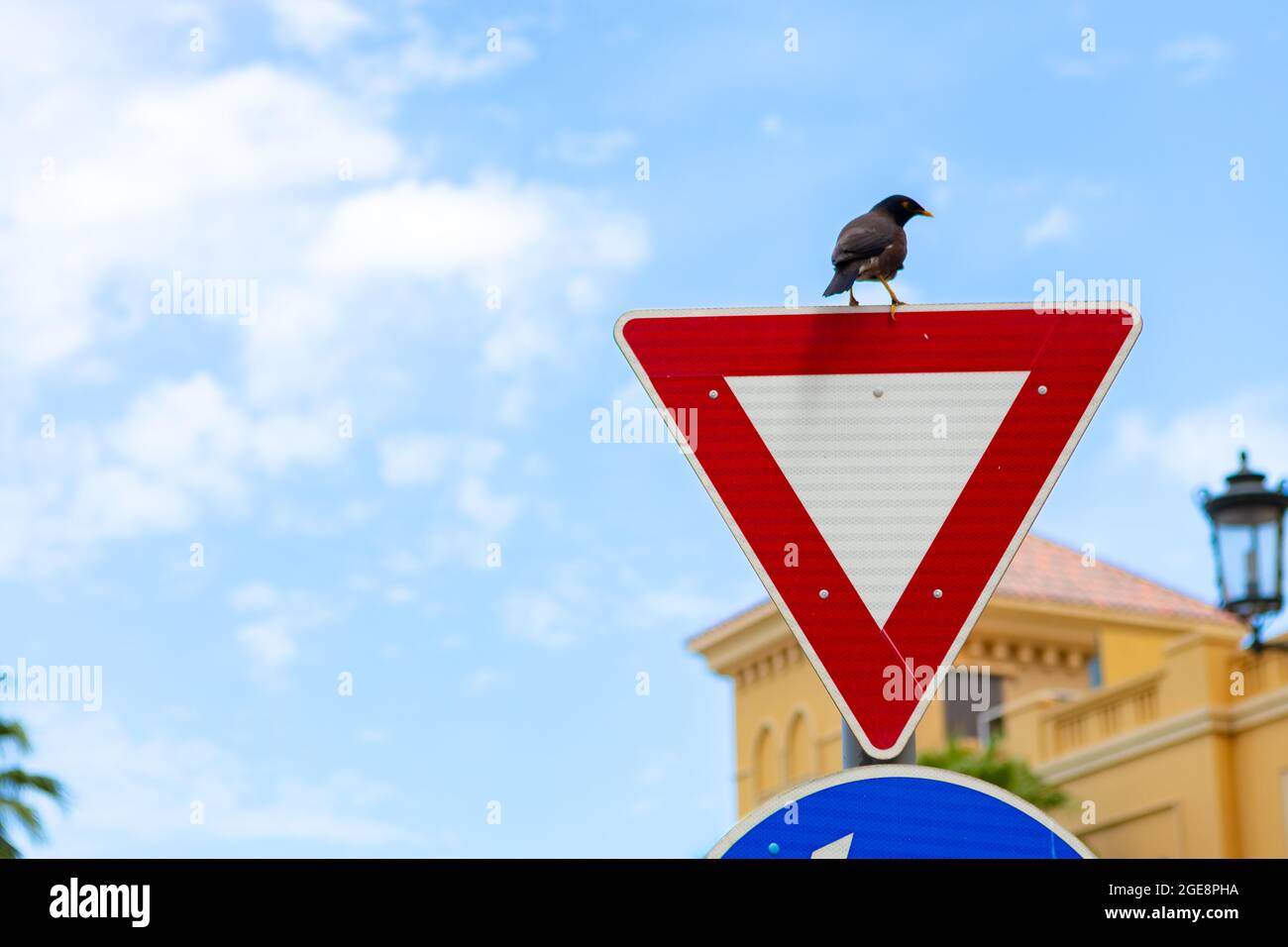 Crow sitting on Give Way road sign in a street Stock Photo - Alamy