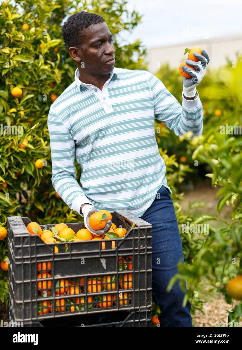 African-American farmer with box of mandarins Stock Photo - Alamy