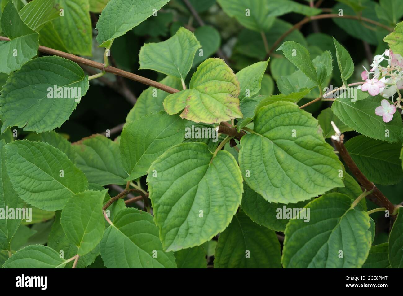 Beautiful shot of Sevenbark in a botanical garden Stock Photo - Alamy