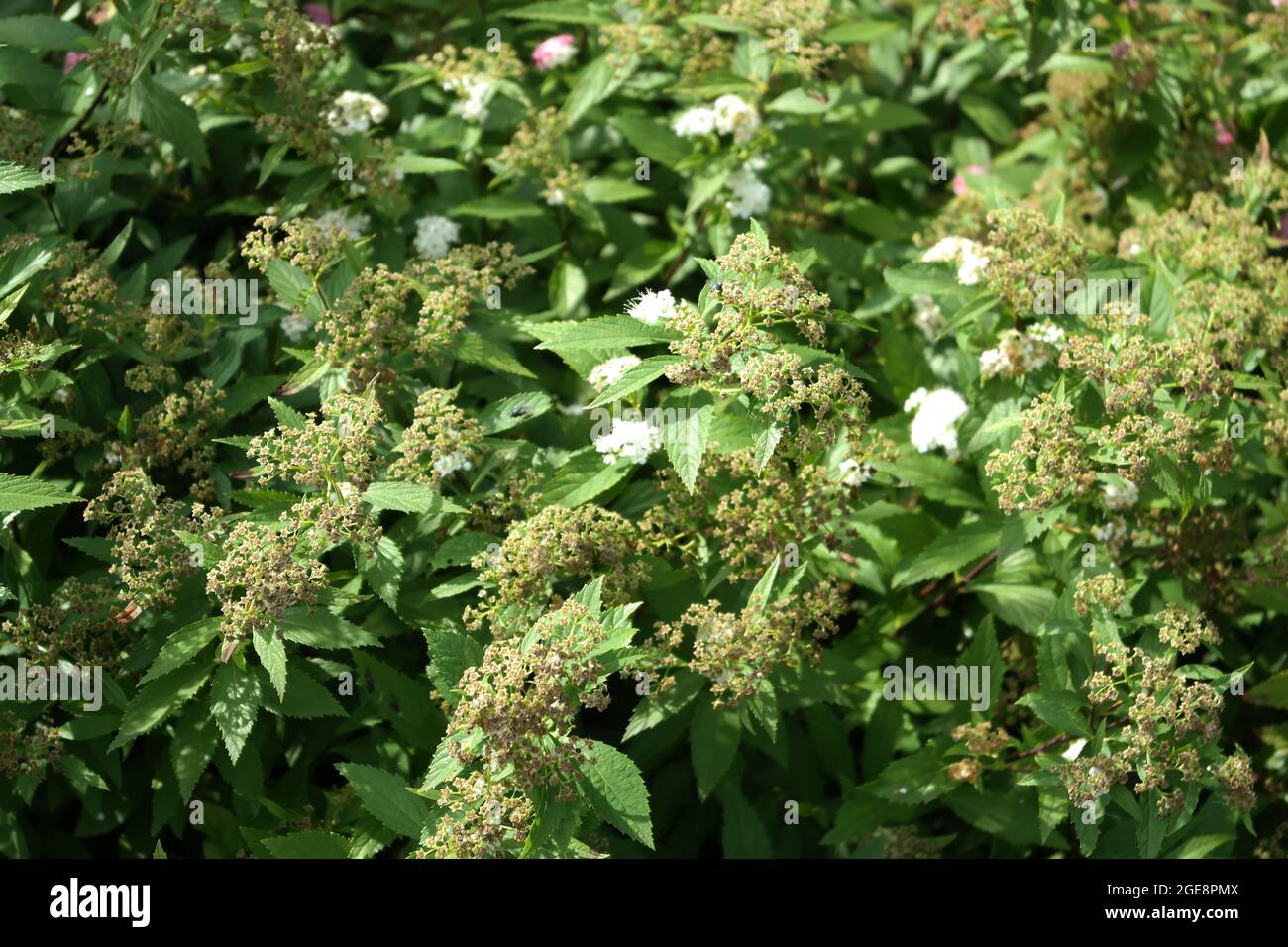 Botanical colours hi-res stock photography and images - Alamy
