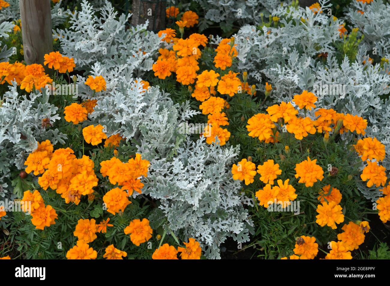 Beautiful shot of White-leaved Ragwort and Marigold in a botanical ...