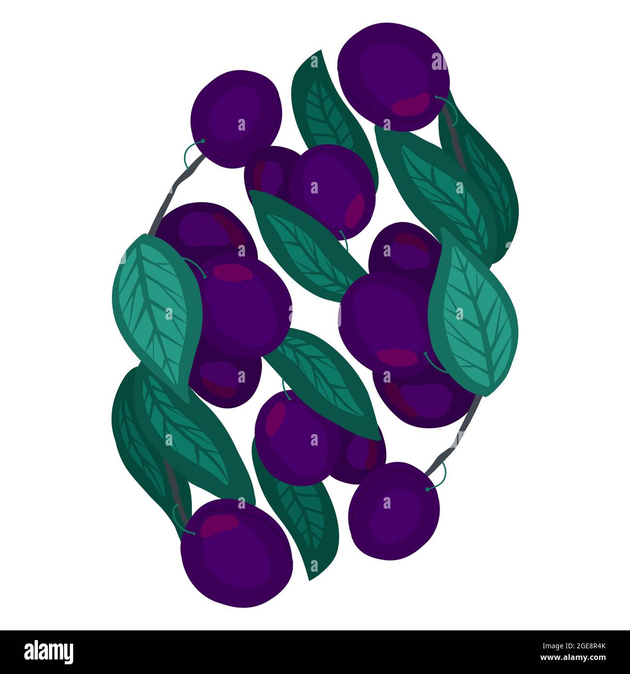 Flat hand drawn illustration of plums, foliage and branches. Natural ...