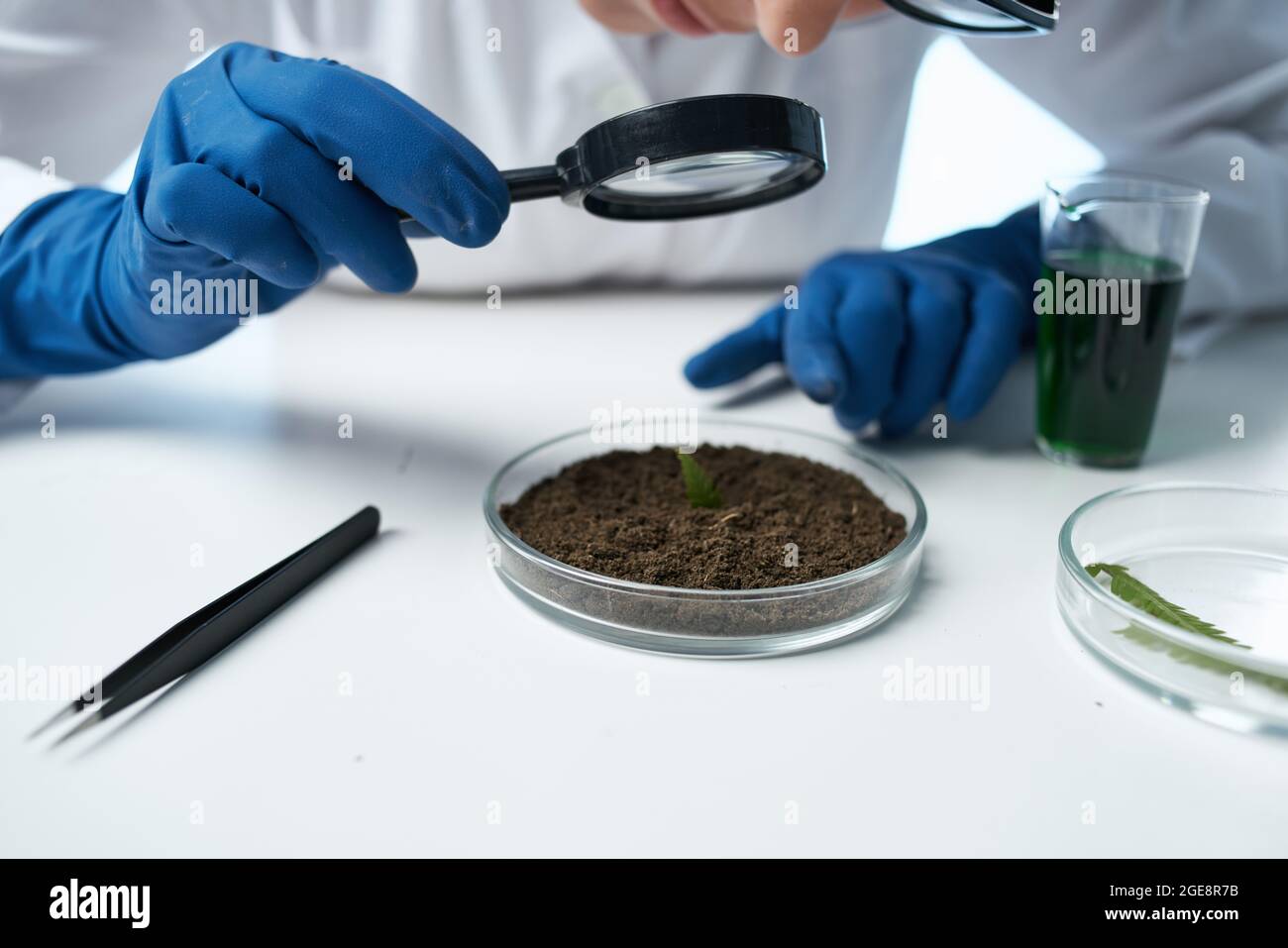 female laboratory assistant looking through a magnifying glass at the ...