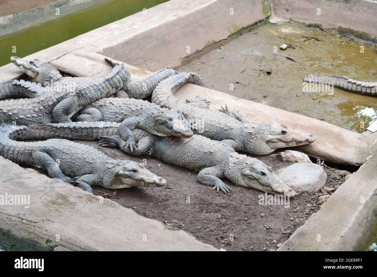 Group or bask or float of crocodriles laying around Stock Photo - Alamy