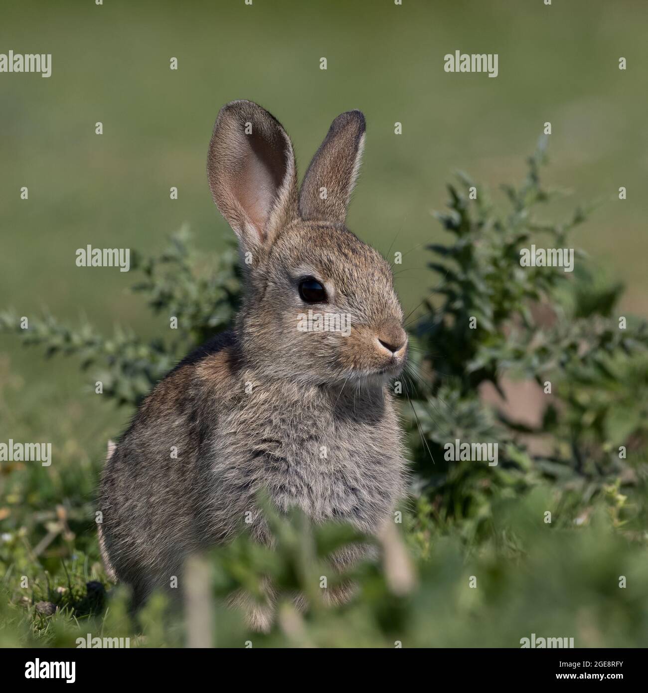 European rabbit, Common rabbit, Bunny, Oryctolagus cuniculus sitting on ...