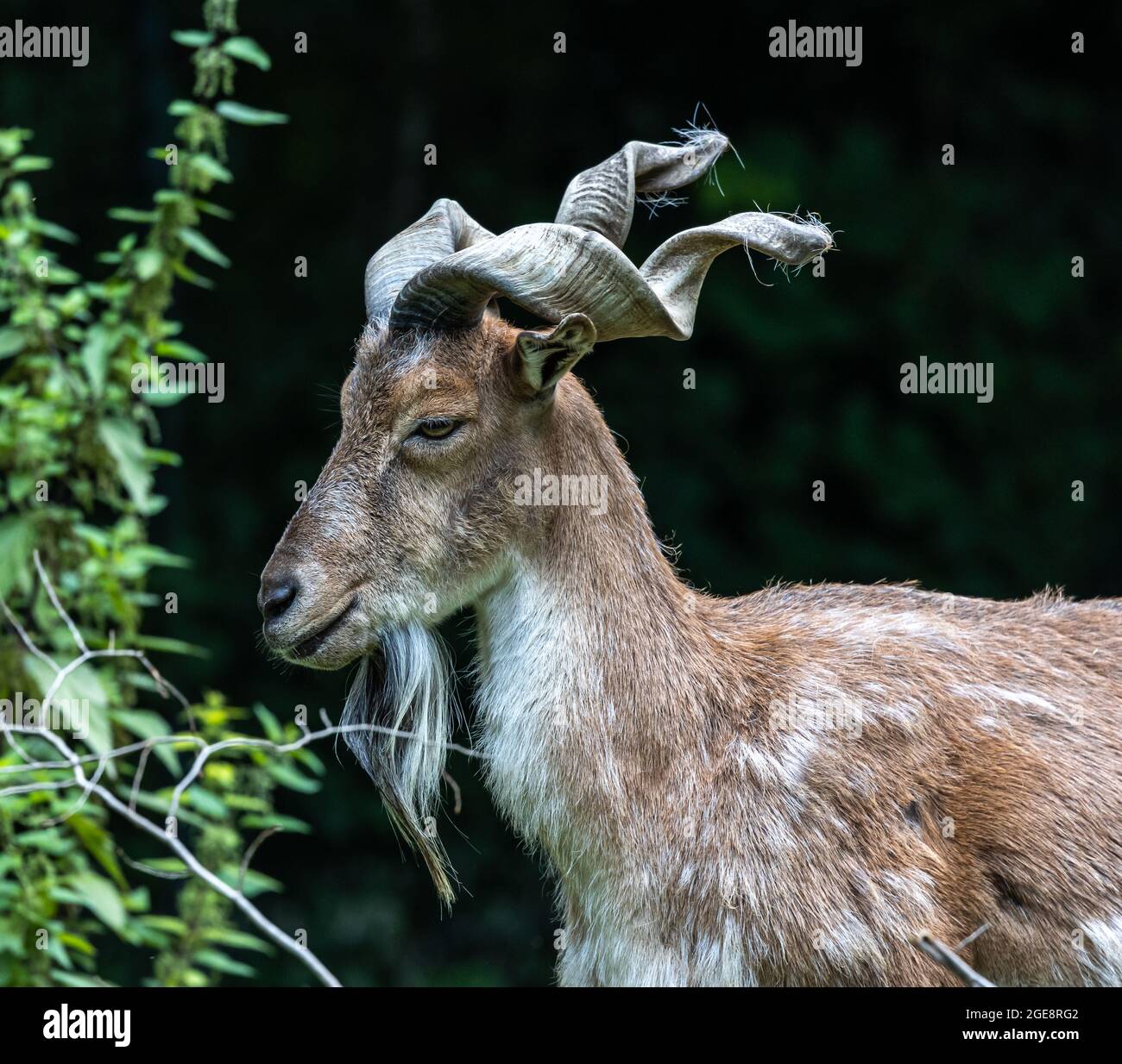 Turkmenian markhor, Capra falconeri heptneri. The name of this species ...