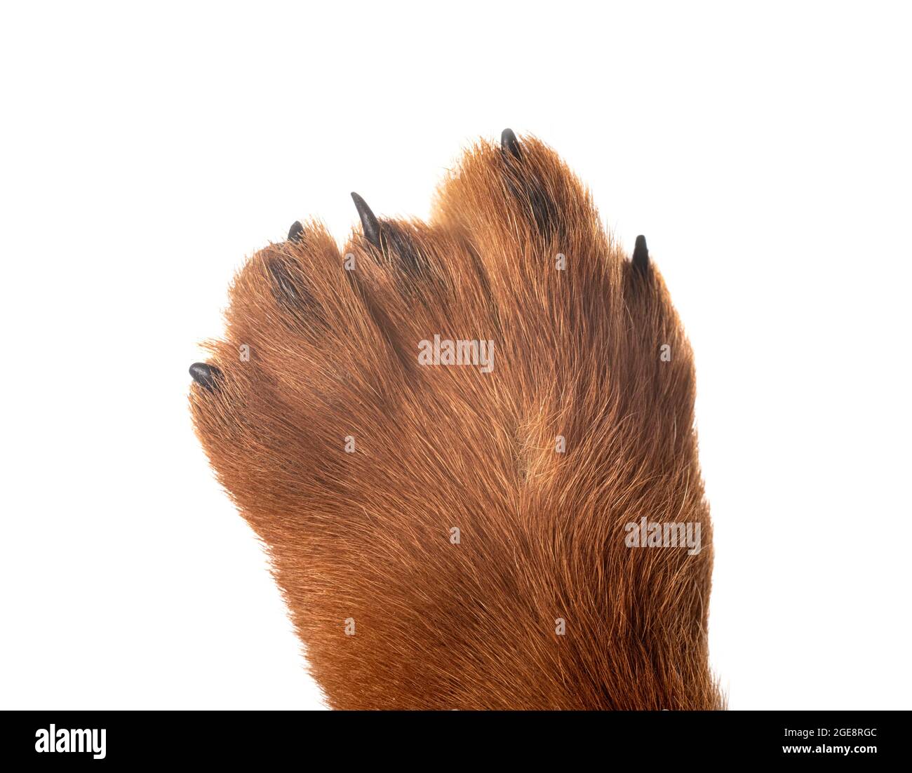 Polydactyl puppy rottweiler in front of white background Stock Photo ...