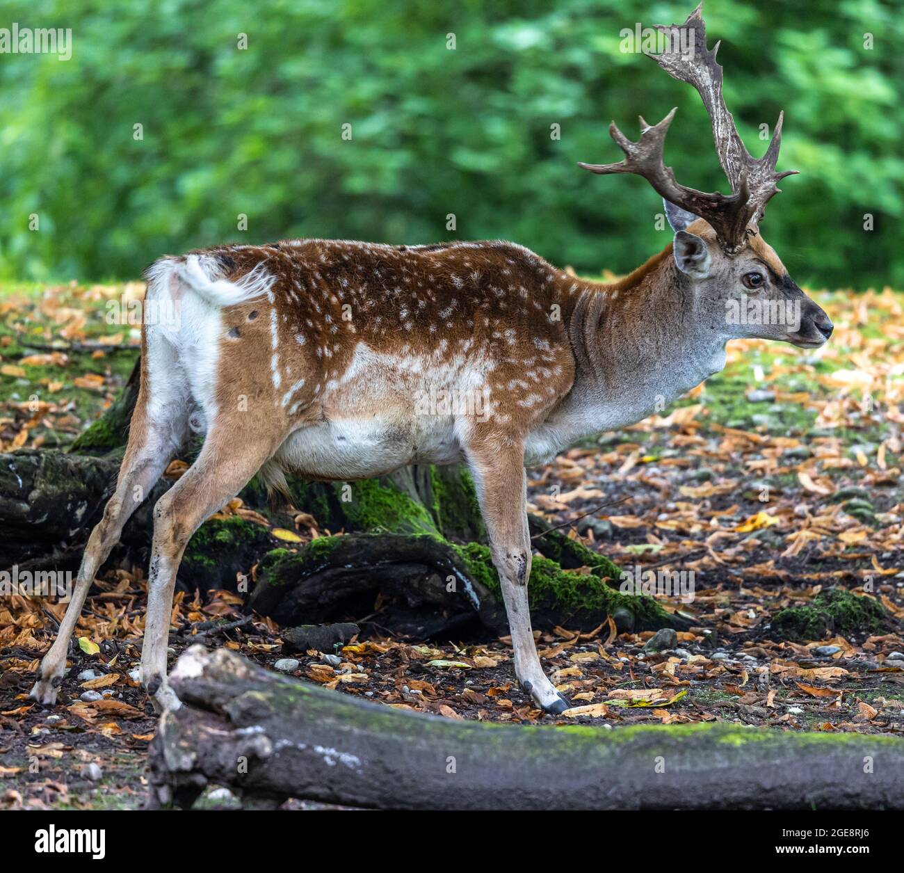 The fallow deer, Dama mesopotamica is a ruminant mammal belonging to ...