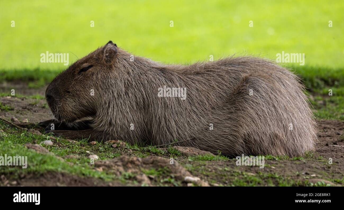 The capybara, Hydrochoerus hydrochaeris is a mammal native to South ...