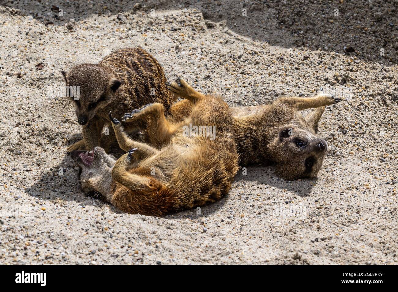 Suricata fighting hi-res stock photography and images - Alamy