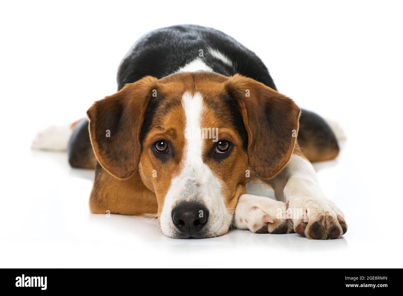 Cross breed dog isolated on white Stock Photo - Alamy