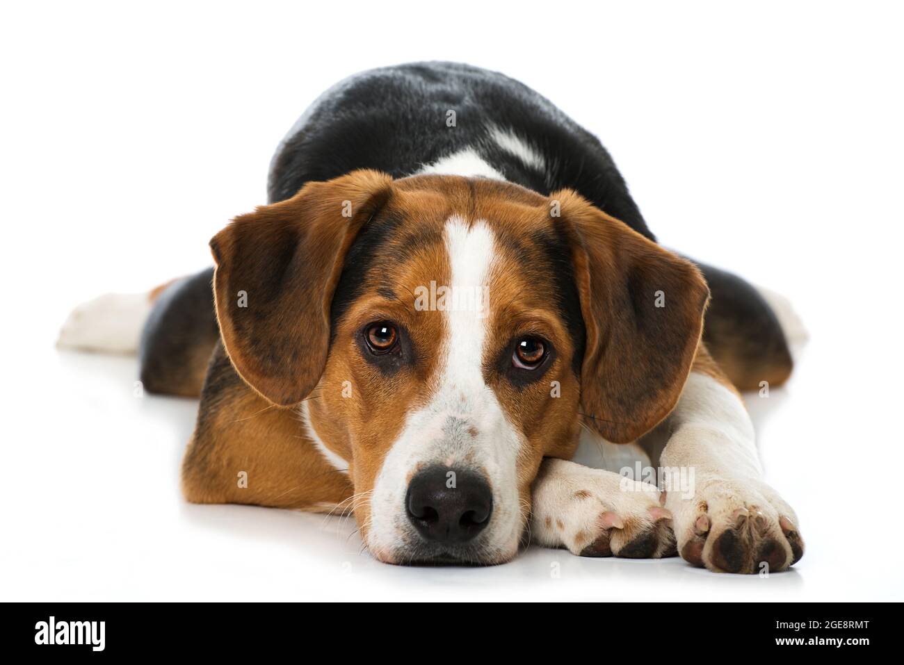 Cross breed dog isolated on white Stock Photo - Alamy