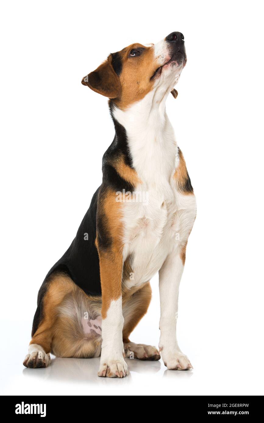 Cross breed dog isolated on white Stock Photo - Alamy