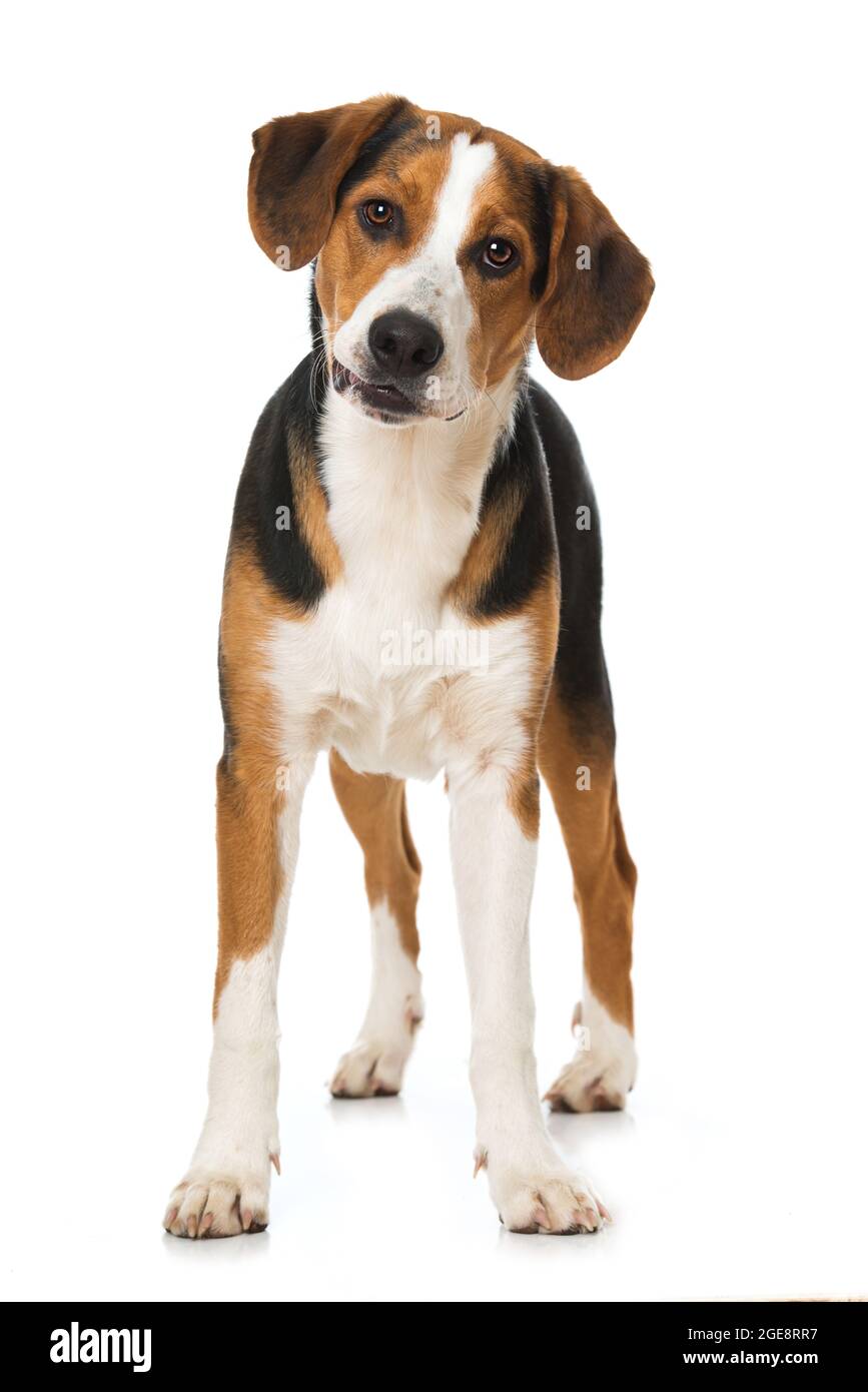 Cross breed dog isolated on white Stock Photo - Alamy