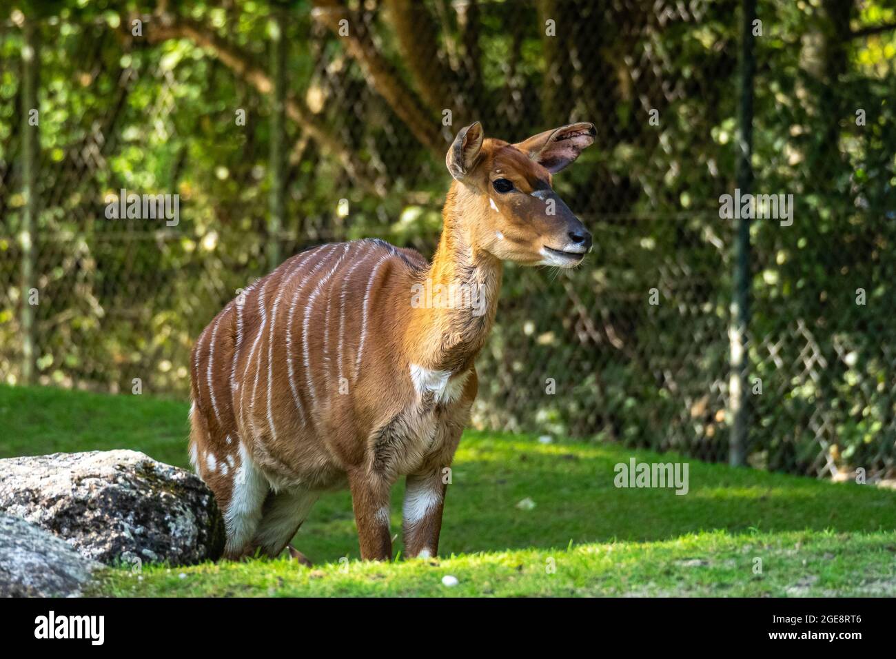 The nyala, Tragelaphus angasii is a spiral-horned antelope native to ...