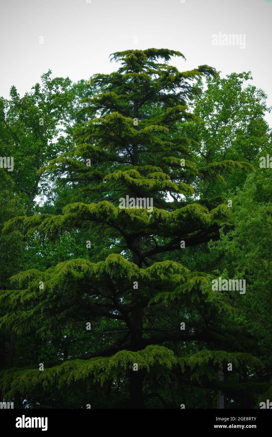 Beautiful green tree in a park against a blue sky Stock Photo - Alamy