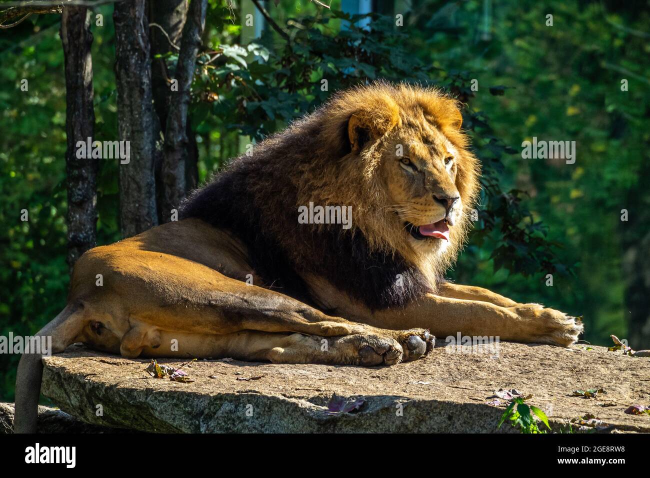 The lion, Panthera leo is one of the four big cats in the genus ...