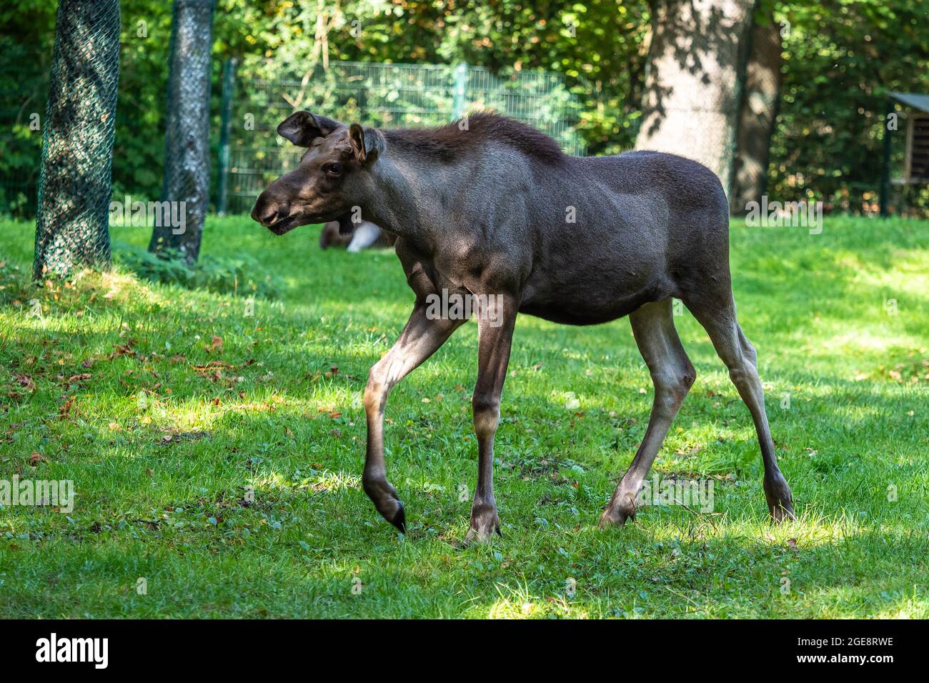 European Moose, Alces alces, also known as the elk. Wild life animal ...