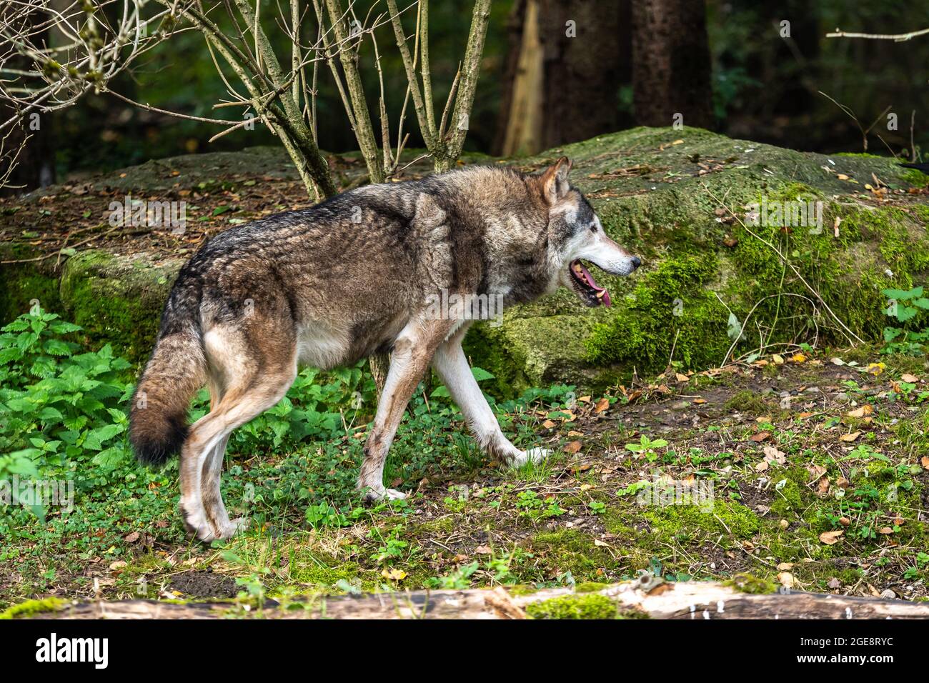 The wolf, Canis lupus, also known as the grey wolf or timber wolf is a ...