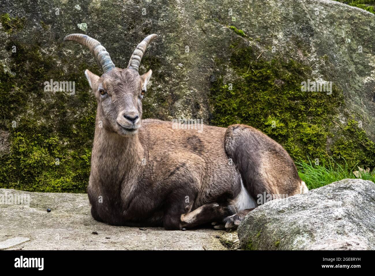 Male mountain ibex - capra ibex in the zoo Stock Photo - Alamy