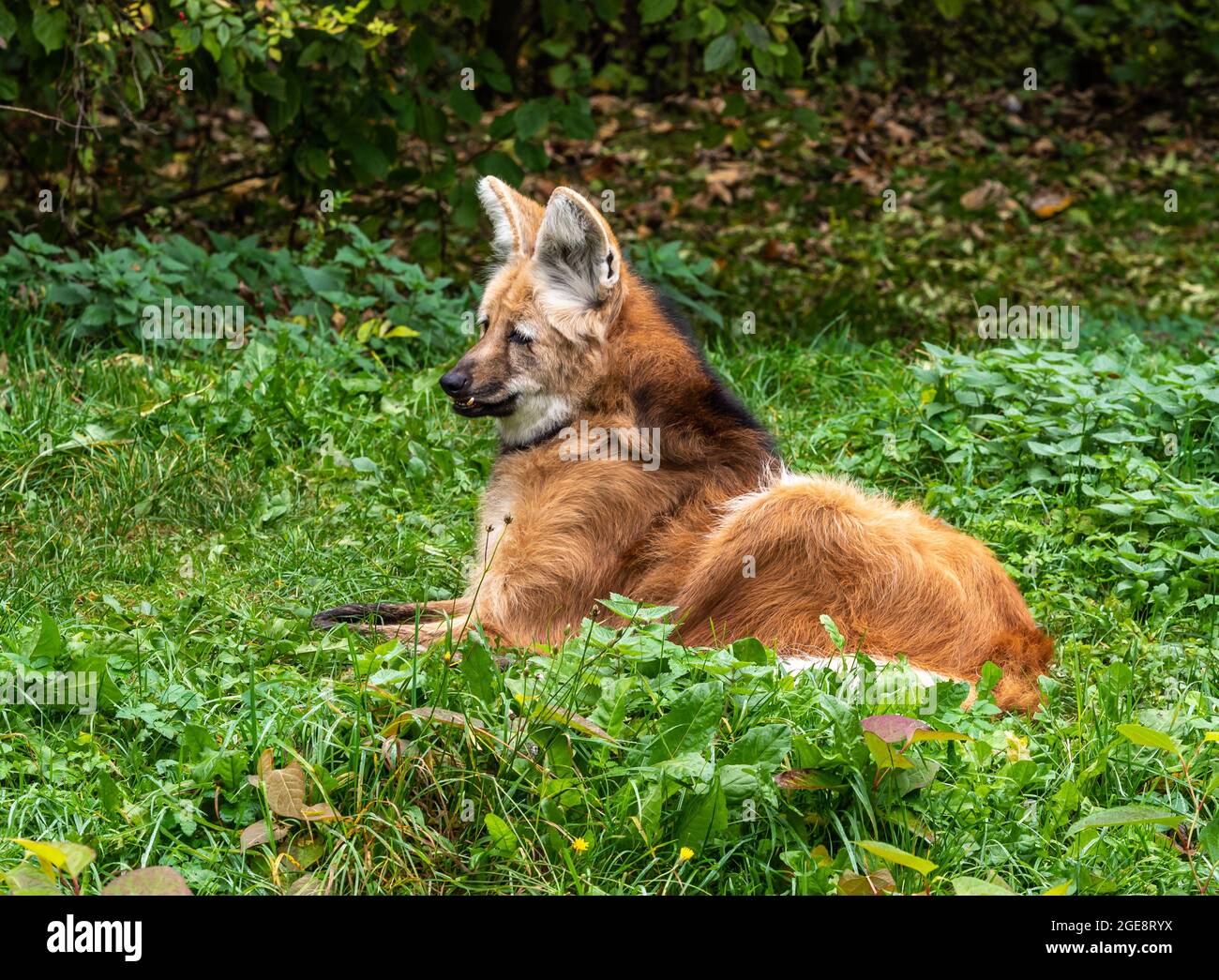 The Maned Wolf, Chrysocyon brachyurus is the largest canid of South America. This mammal lives ...