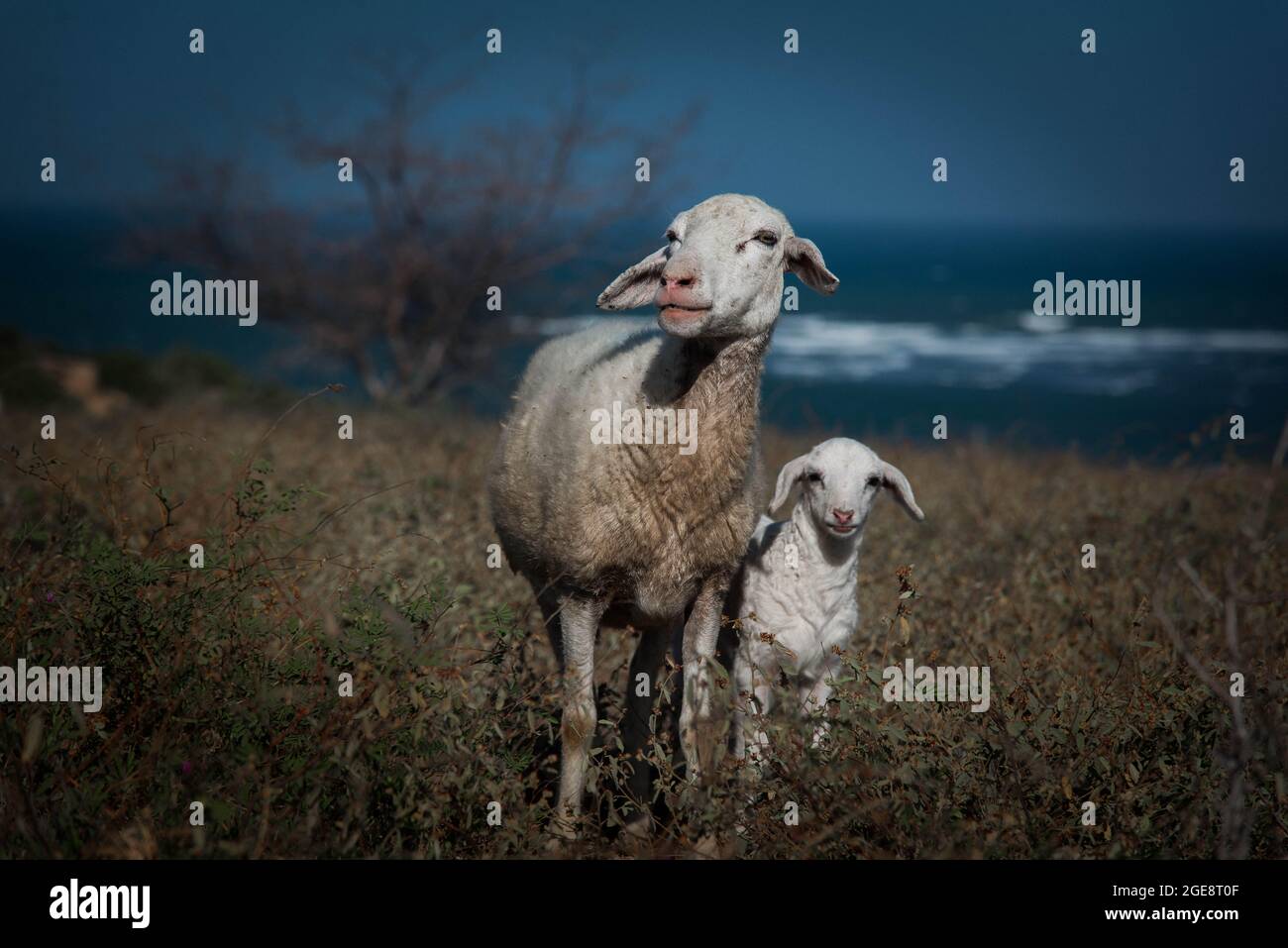 Breeding sheep in the pasture Stock Photo - Alamy