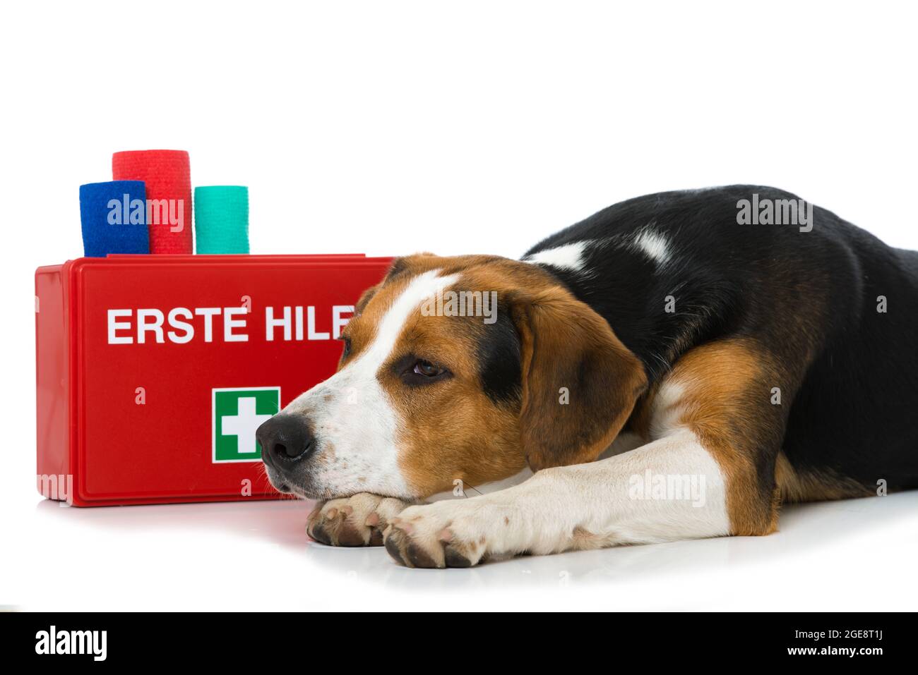 Cute mixed breed dog isolated on white Stock Photo - Alamy