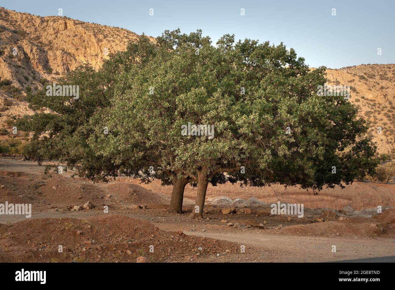 Rocky Mountains with oak trees at sunset, A panoramic view of northern ...