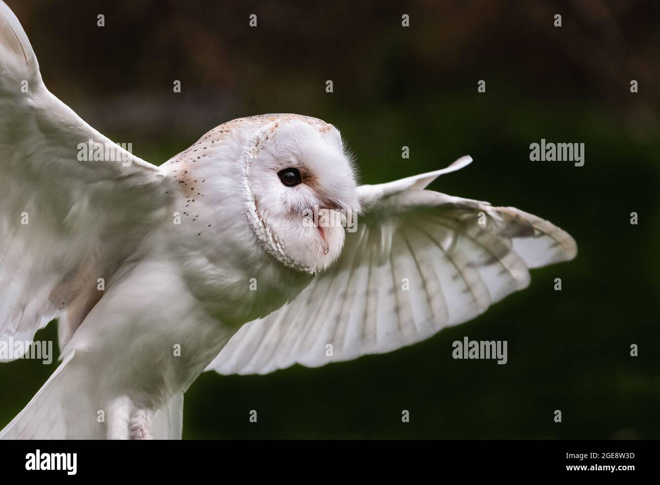 Barn owl (Tyto alba) Flyingover Field Stock Photo - Alamy