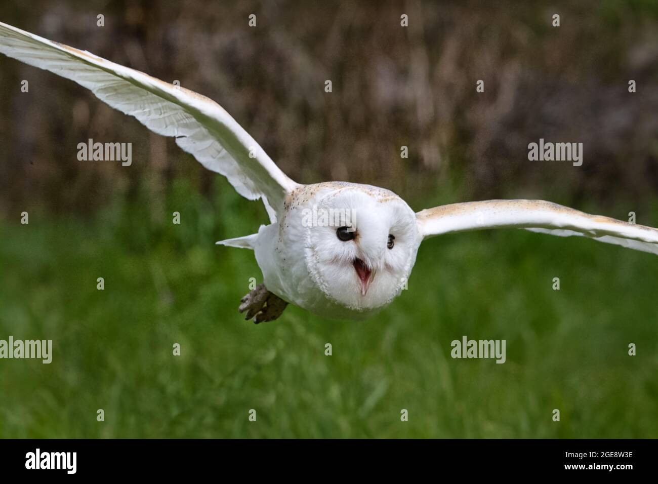 Barn owl head hi-res stock photography and images - Alamy
