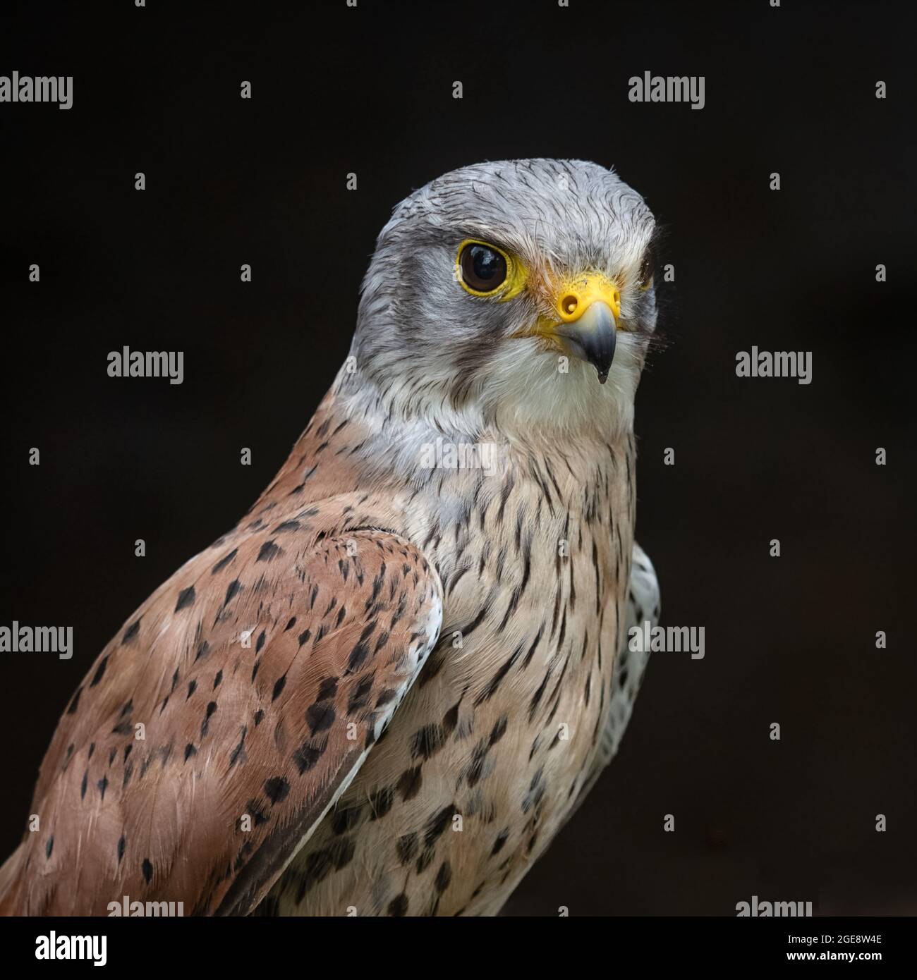 Peregrine Falcon, (Falco peregrinus), Close-up Stock Photo - Alamy