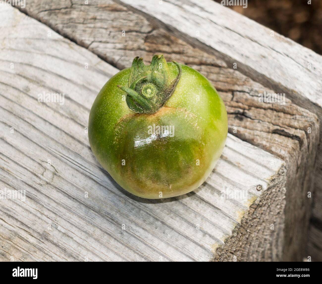 Phytophthora infestans hi-res stock photography and images - Alamy