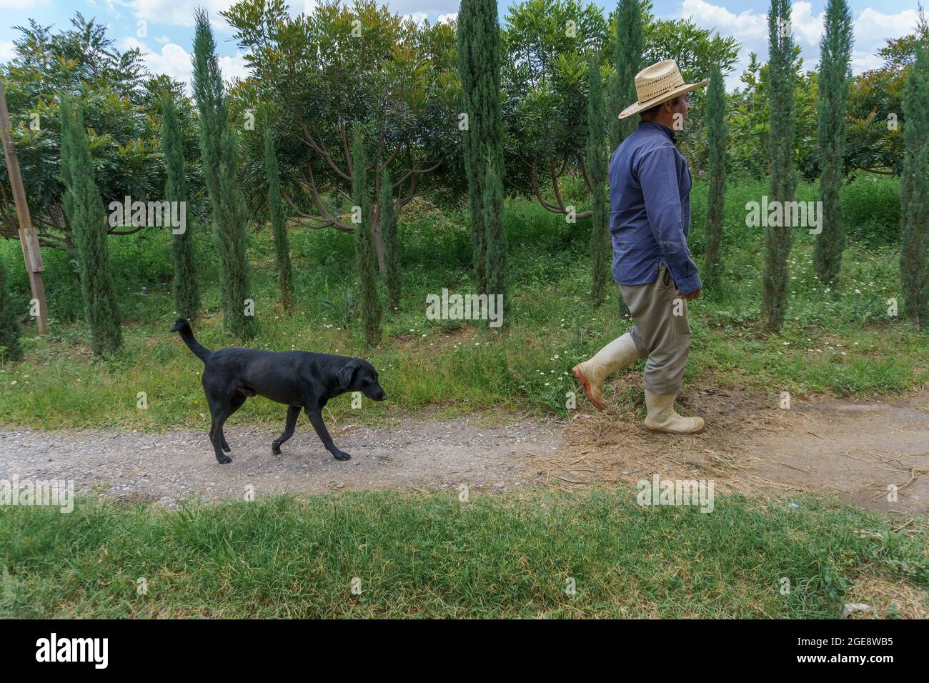 Hispanic man and his dog walking in an agricultural field Stock Photo ...