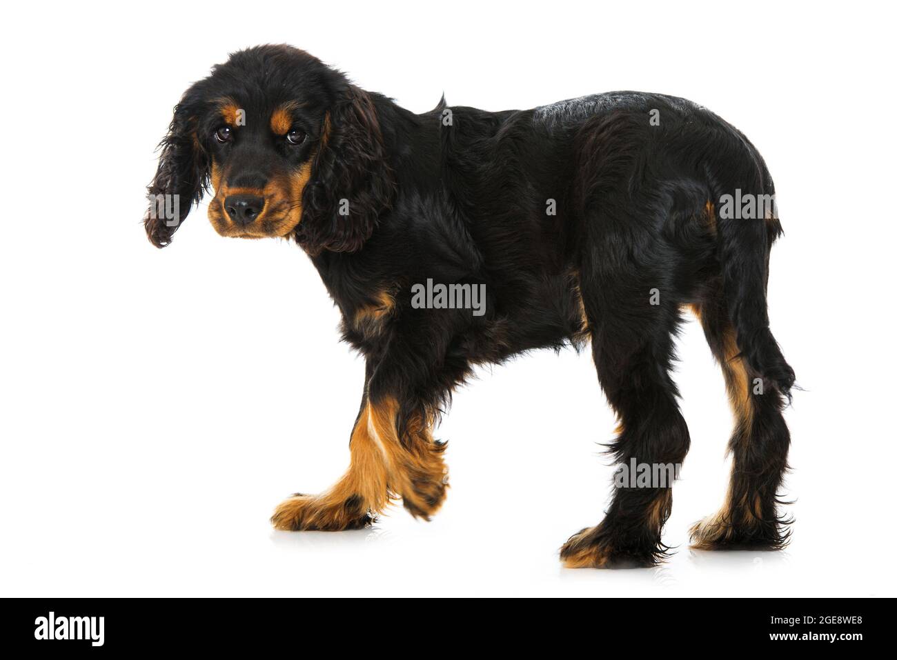 Cocker spaniel puppy isolated on white Stock Photo - Alamy