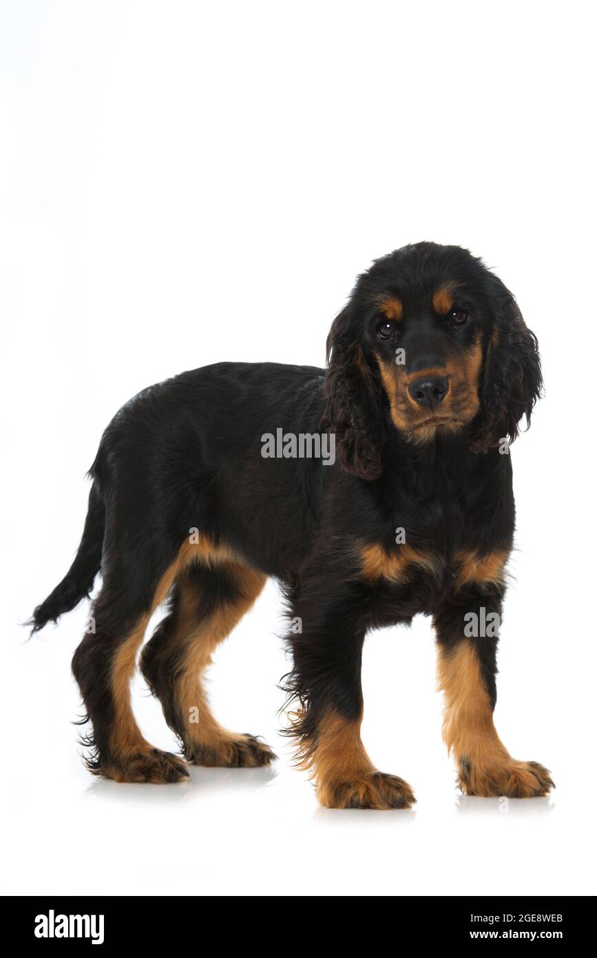 Cocker spaniel puppy isolated on white Stock Photo - Alamy
