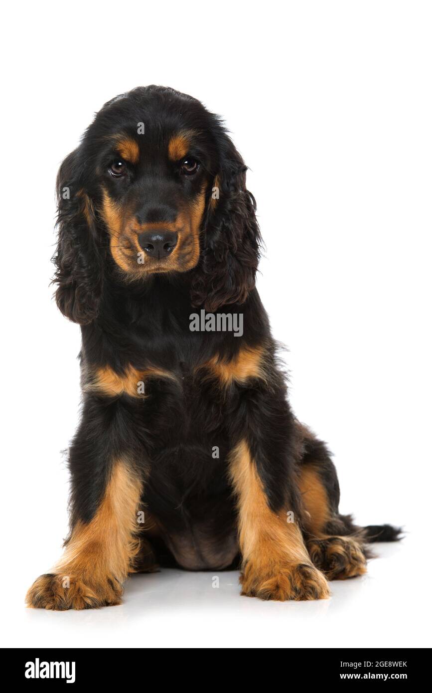 Cocker spaniel puppy isolated on white Stock Photo - Alamy