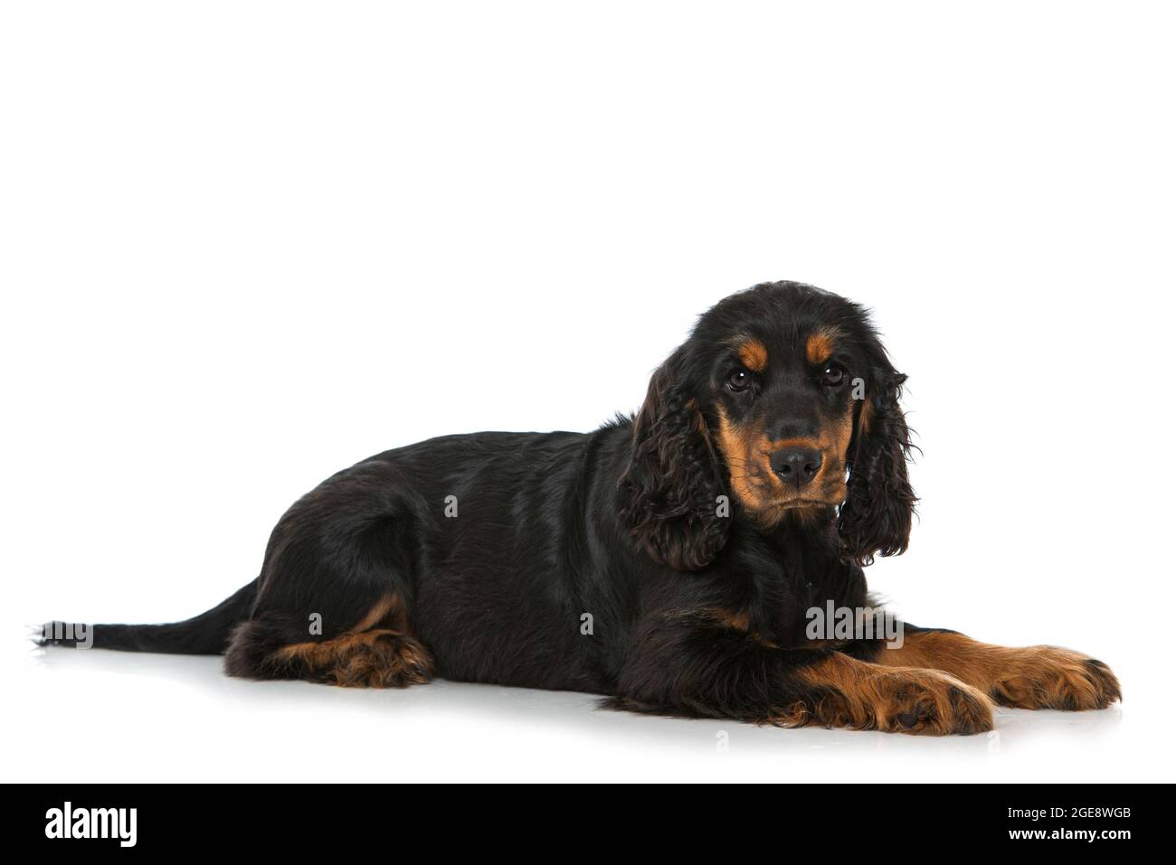 Cocker spaniel puppy isolated on white Stock Photo - Alamy