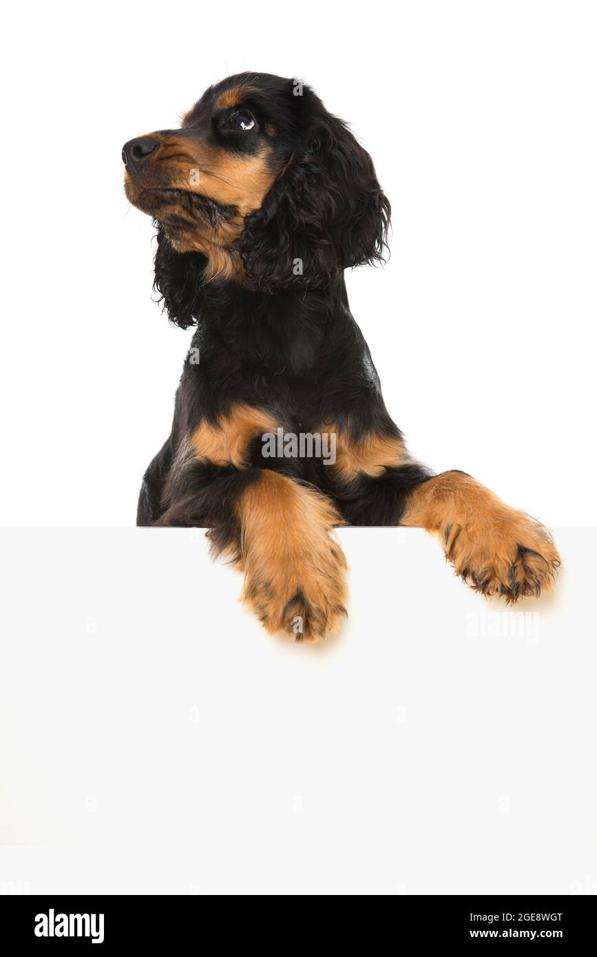 Cocker spaniel puppy looking over a wall isolated on white Stock Photo ...