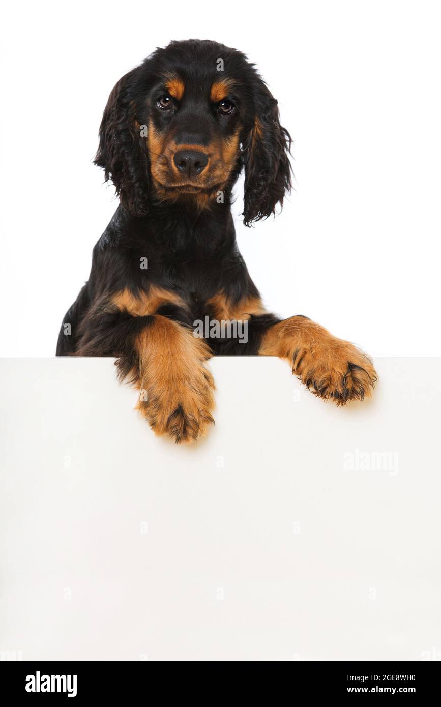 Cocker spaniel puppy looking over a wall isolated on white Stock Photo ...