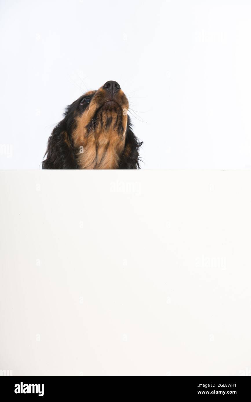 Cocker spaniel puppy looking over a wall isolated on white Stock Photo ...
