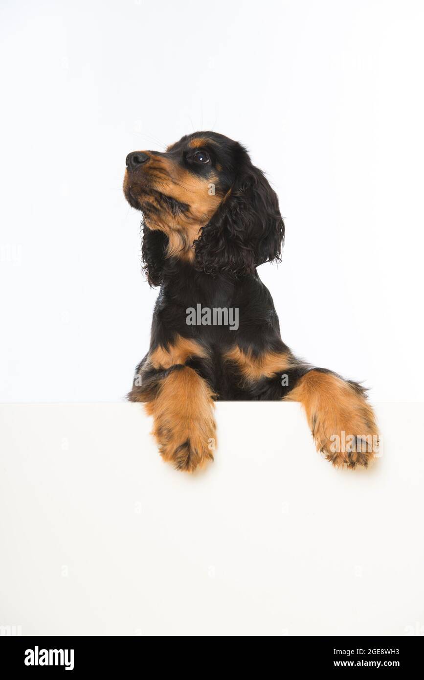 Cocker spaniel puppy looking over a wall isolated on white Stock Photo ...